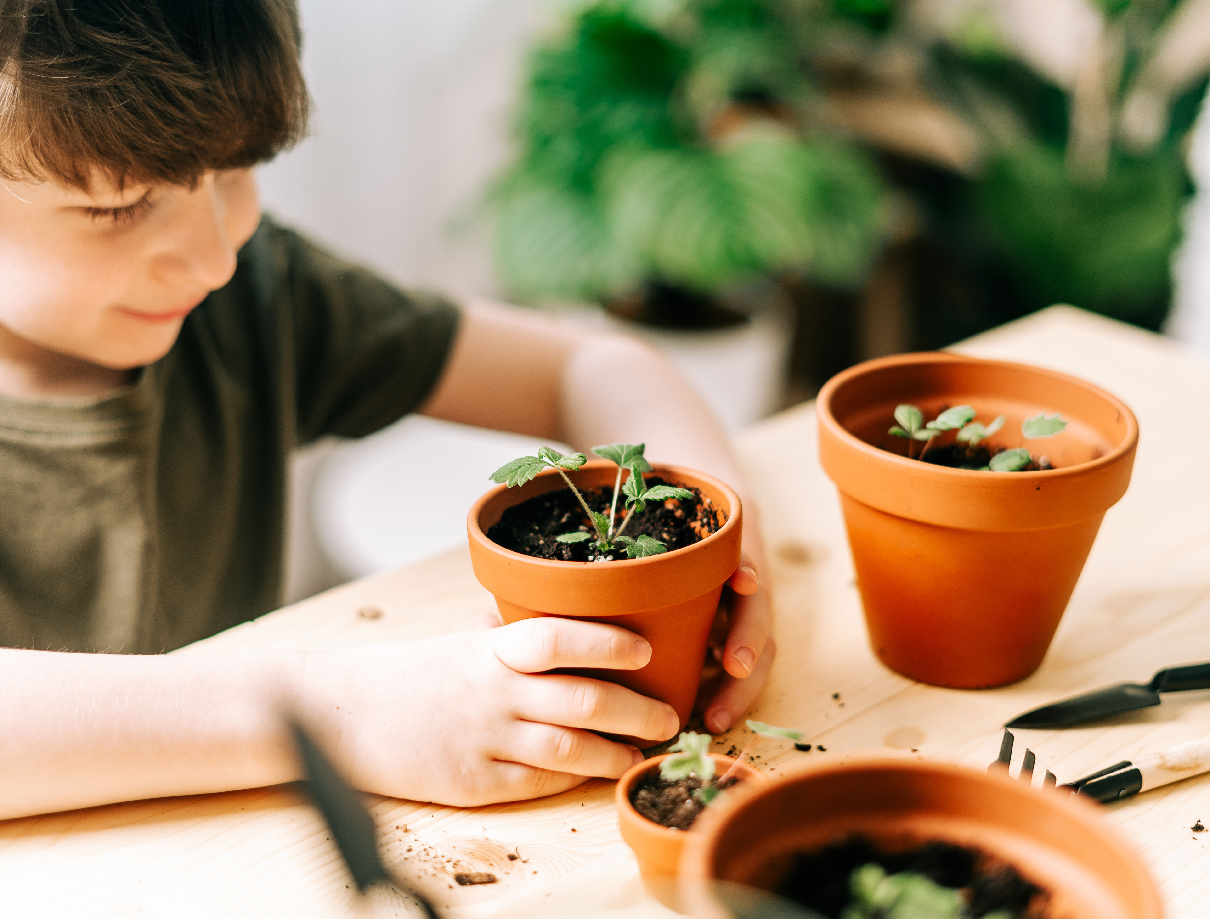 Your Guide to Starting Seeds Indoors