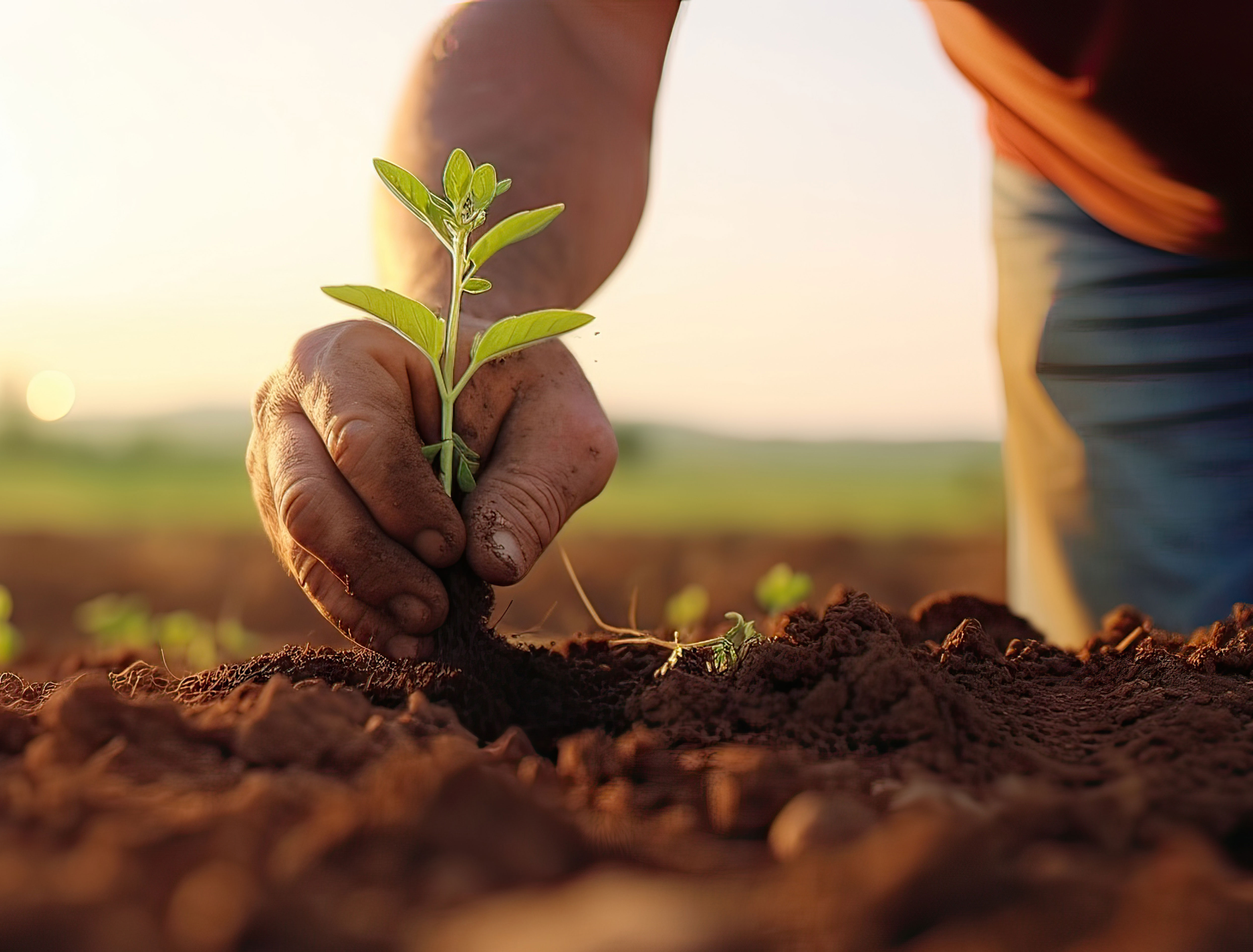 Tips for transplanting your seeds